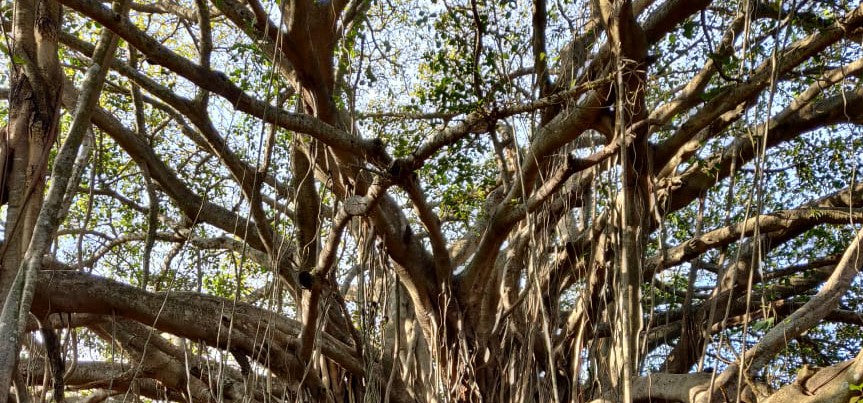 TREE OF LIFE – Baro Market