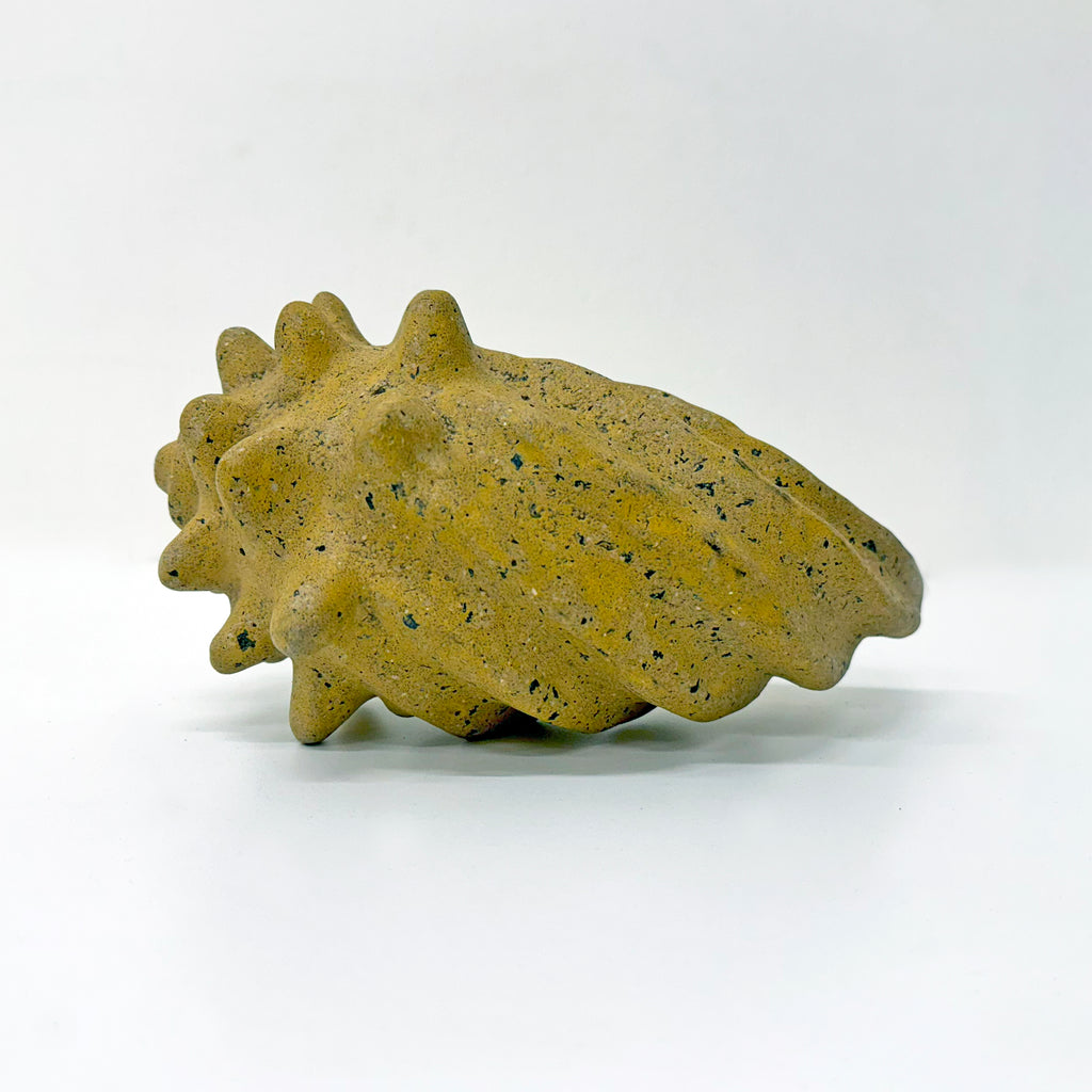 Shells – Baro Market